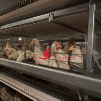 China 30000 Layer Chicken Cage System Smart Poultry Equipment with Automated Manure Removal for sale