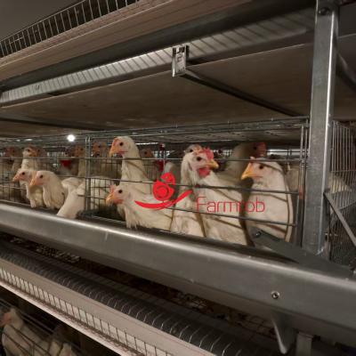 China 30000 Layer Chicken Cage System Smart Poultry Equipment with Automated Manure Removal for sale