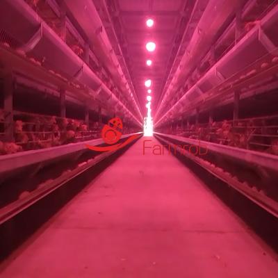 China Integrated Layer Chicken Cage System 1800x650x600mm Automated Poultry Equipment for sale