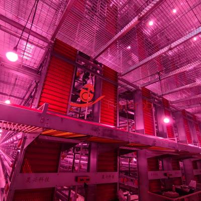 China Auger Filling Device Layer Chicken Cage System Low Feed Waste for sale