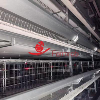 China Stable Performance Layer Chicken Cage System 12000 Birds Capacity Hot Dip Galvanized for sale