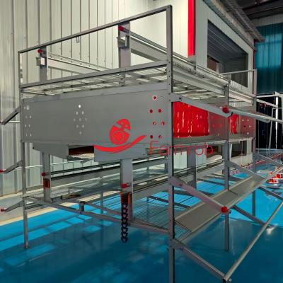 China Chain Feeding Cage Free Poultry System 2400mm x 2440mm with Automated Manure Removal and Welfare Features for sale