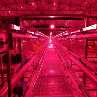 China H-Type Layer Chicken Cage System 0.95-0.98mm Mg-Al-Zn Alloy for Efficient Breeding for sale