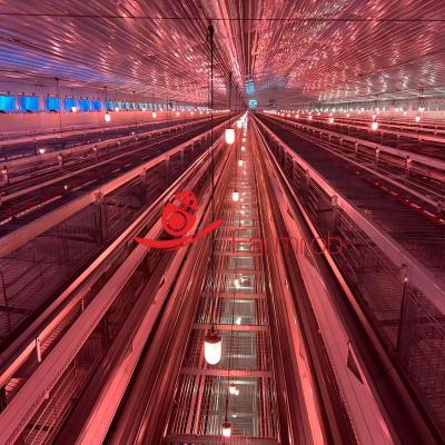 China High-Capacity Layer Chicken Cage System for Poultry Farming Operations for sale