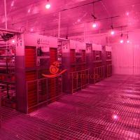 China 80000 Layer Chicken Cage System for Improved Rearing Conditions for sale