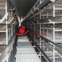 China 3-8 Tiers H Type Automated Pullet Battery Cage System 1800mm Length for Saudi Arabia Farms for sale