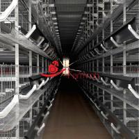 China 6 Tiers Layer Chicken Cage System Anti-Aging Materials 12000 Birds Capacity for Algeria for sale