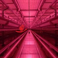 China 50000 Birds H-Type Layer Chicken Cage System Al-Mg-Zn Alloy Poultry Farming Equipment for sale