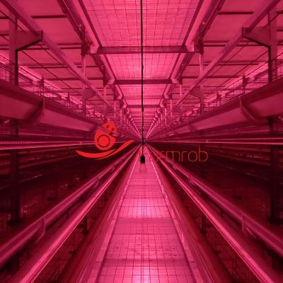 China 50000 Birds H-Type Layer Chicken Cage System Al-Mg-Zn Alloy Poultry Farming Equipment for sale