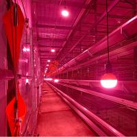 China H-Type Layer Chicken Cage System with Automated Egg Collection for Commercial Poultry Farms for sale