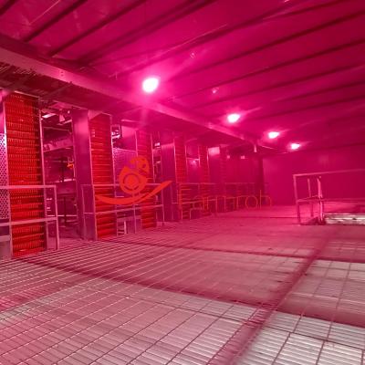 China Layer Chicken Cage System 1800x650x450mm for North African Farm Simple Operation for sale