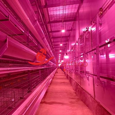 China Farmrob Layer Chicken Cage System 3-12 Tiers 20000 Birds Poultry Equipment for Egg Production for sale