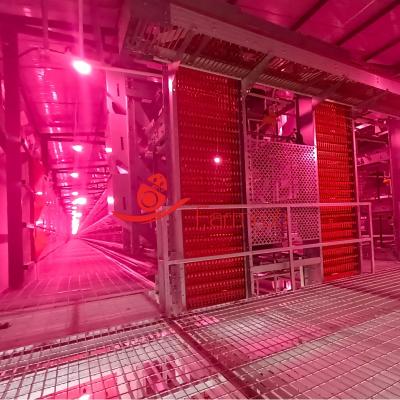China 8-Tier Layer Chicken Cage System Zn-Mg-Al Alloy for Modern Poultry Farms for sale