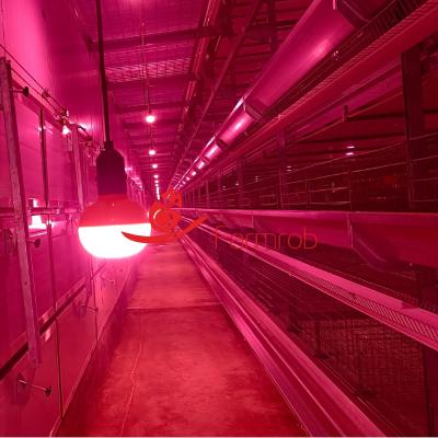 China H Type Automatic Layer Chicken Cage System 3-12 Tiers 20000 Birds Capacity for Farm for sale