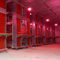 China H-Type Automatic Layer Chicken Cage System 700mm Height for Large Scale Poultry Farms for sale