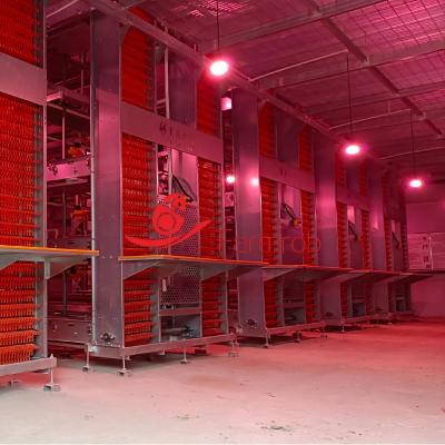 China H-Type Automatic Layer Chicken Cage System 700mm Height for Large Scale Poultry Farms for sale