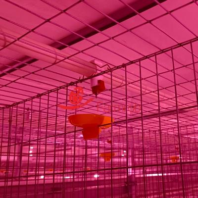 China Farmrob Automatic Layer Chicken Cage Drinking System 1260x650x450mm Dual Water Lines for sale