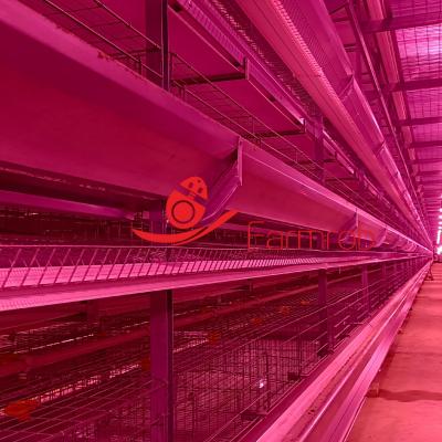 China H-Type Layer Chicken Cage System 3-12 Tiers 1260x650x450mm for Large Poultry Farms for sale
