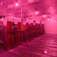 China 70000 Layer Chicken Cage System 440 Mg-Al-Zn Alloy Middle Supports for Pakistan Farms for sale