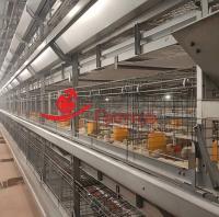 China 50000 Pullets Poultry Battery Cage System for Healthy Flock Development for sale