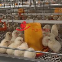 China 50000 Pullets Poultry Battery Cage System for Healthy Flock Development for sale