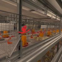 China 30000 Birds Poultry Battery Cage System 1.8m x 1.2m for Saudi Arabia Farms for sale