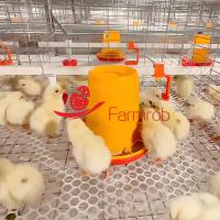 China Farmrob Pullet Battery Cage System 3-8 Tiers for Baby Chicks Rearing 80-105 Days for sale