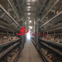 China Farmrob Chicken-First Layer Cage System Q235 Al-Zn Alloy Mesh 700mm Tier Height for Pakistan Poultry Farms for sale