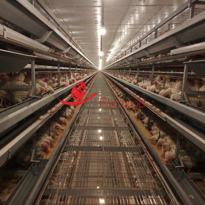China Layer Chicken Cage System 3-12 Tiers 700mm Story Height for Efficient Poultry Farming for sale
