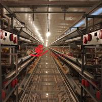 China Smooth Operation Layer Chicken Cage System for Closed-House Poultry for sale