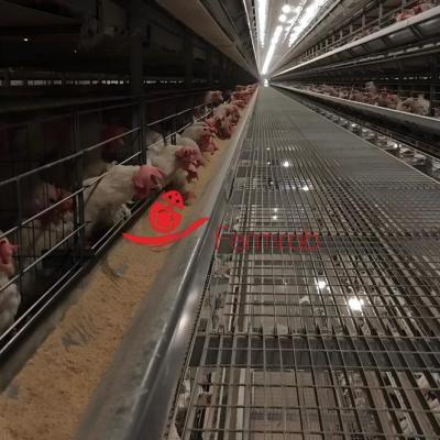 China H-Type Automatic Layer Chicken Cage System with Ventilation and Cooling for 30000 Birds for sale