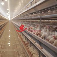 China H-Type Automatic Layer Chicken Cage System 30mm40mm for Russia Farms for sale