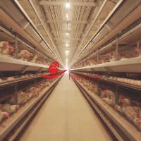 China Standardized Closed Layer Chicken Cage System for Russia Farms for sale