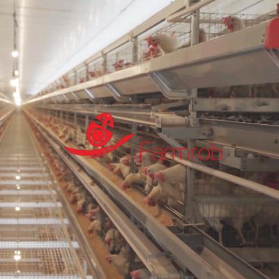 China H Type Layer Chicken Cage System 120 Birds Capacity Automatic Feeding for Vietnam Poultry Farm for sale