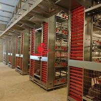 China H-Type Layer Chicken Cage System with Automated Feeding and Manure Removal for Russia Farms for sale
