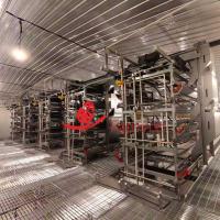 China High-Strength Alloy Poultry Battery Cage System for Pullet Farms 120-Bird Capacity for sale