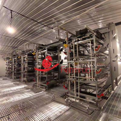 China High-Strength Alloy Poultry Battery Cage System for Pullet Farms 120-Bird Capacity for sale