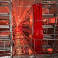 China Automatic Layer Chicken Cage System 3-12 Tiers with Waste Transport for Poultry Farm for sale