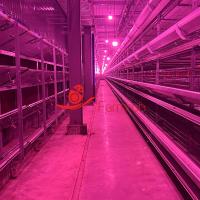 China Layer Chicken Cage System Q235 Al-Zn Alloy Automatic Poultry Farming Equipment for sale