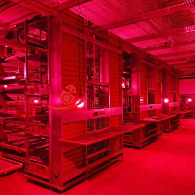 China H Type Layer Chicken Cage System 50000 Birds Capacity Automated Poultry Equipment for sale