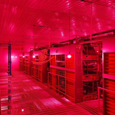 China Operational Efficiency Layer Chicken Cage System for Algeria Farms for sale