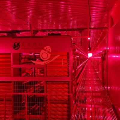 China 440 Mg-Al-Zn Alloy Layer Chicken Cage System 150 mm Manure Belt Commercial Coop for sale