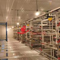 China Pullet Rearing Battery Cage System 700mm Tier Height Automatic Feeding Watering for sale