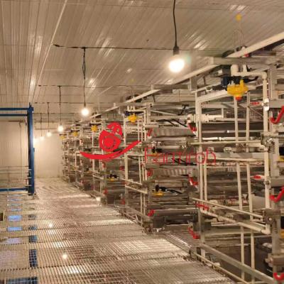China Pullet Rearing Battery Cage System 700mm Tier Height Automatic Feeding Watering for sale