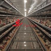 China H Type Layer Chicken Cage System Al-Zn-Mg Alloy 15 Year Lifespan for Vietnam Farms for sale