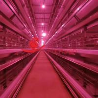 China Large Scale Layer Chicken Cage System 3-12 Tiers 700mm Story Height for Algeria Farms for sale