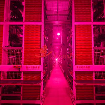 China 80000-Birds Layer Chicken Cage System Automated Poultry Farming Equipment Q235 Al-Zn Alloy for sale