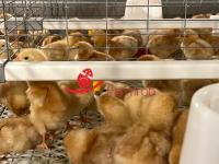 China Enriched 3-Tier Poultry Cage System Stable Baby Chick Cage for sale