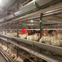 China Low Stress Breeder Rearing Cage System For Natural Insemination for sale