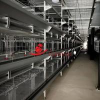 China CE Standard Poultry Cage System for Healthy Pullet Growth for sale